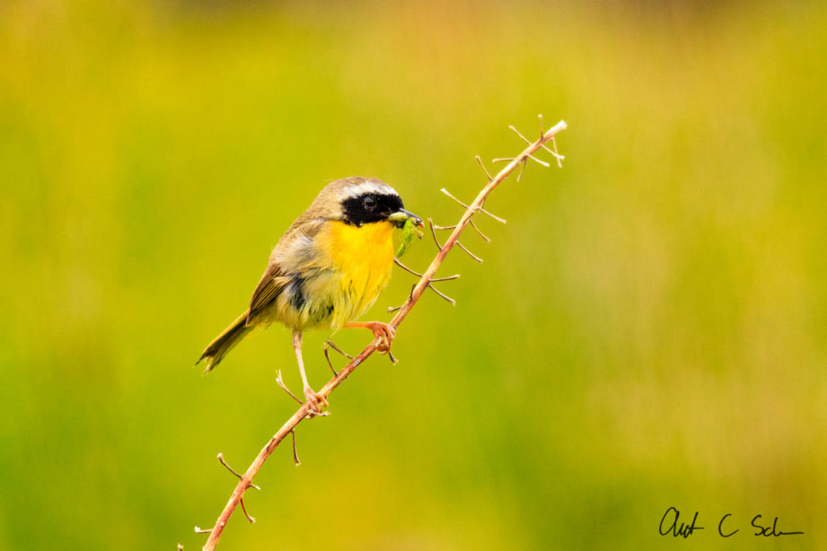 How to find 10 Warblers this Spring • Austin Schuver