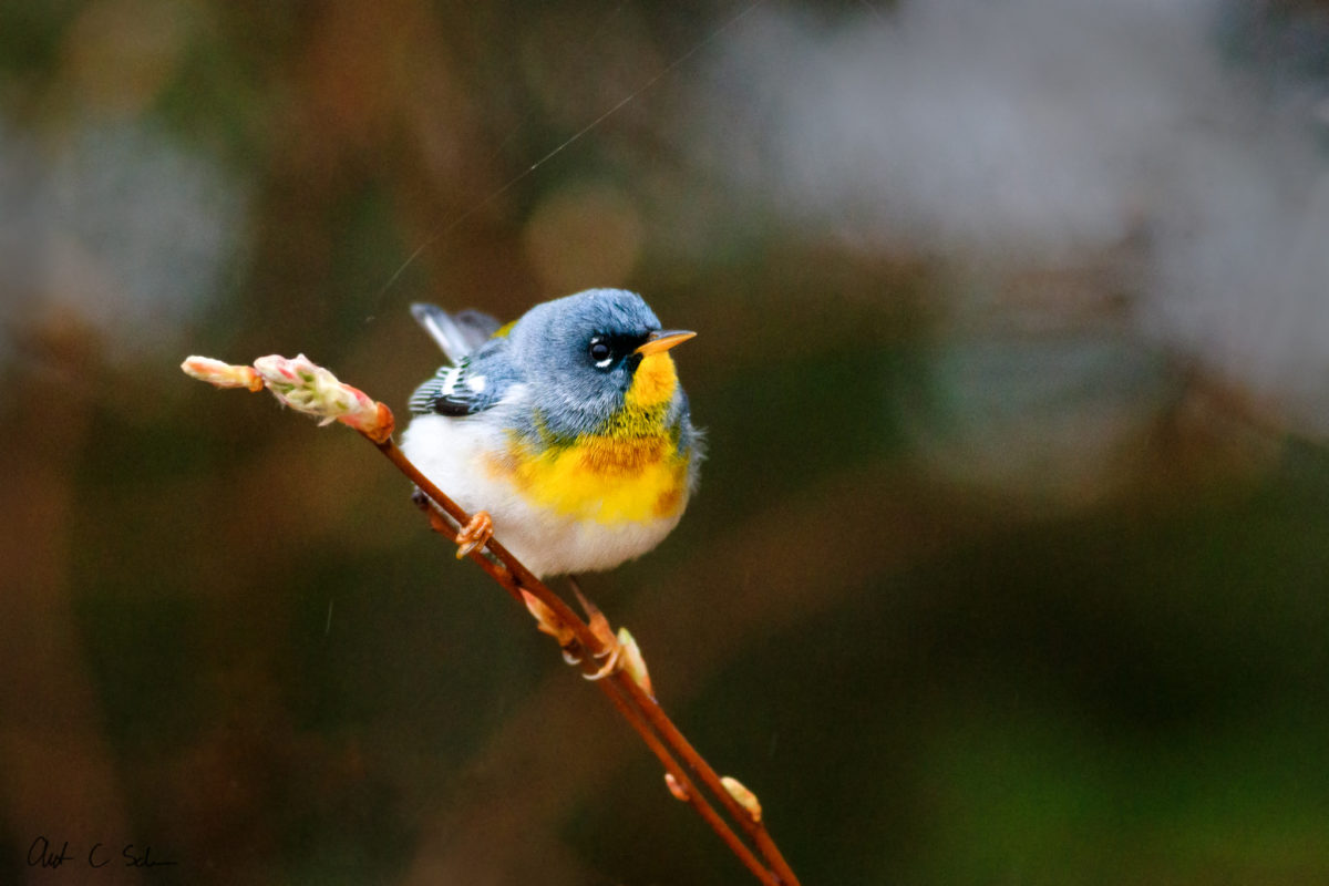 How to find 10 Warblers this Spring • Austin Schuver