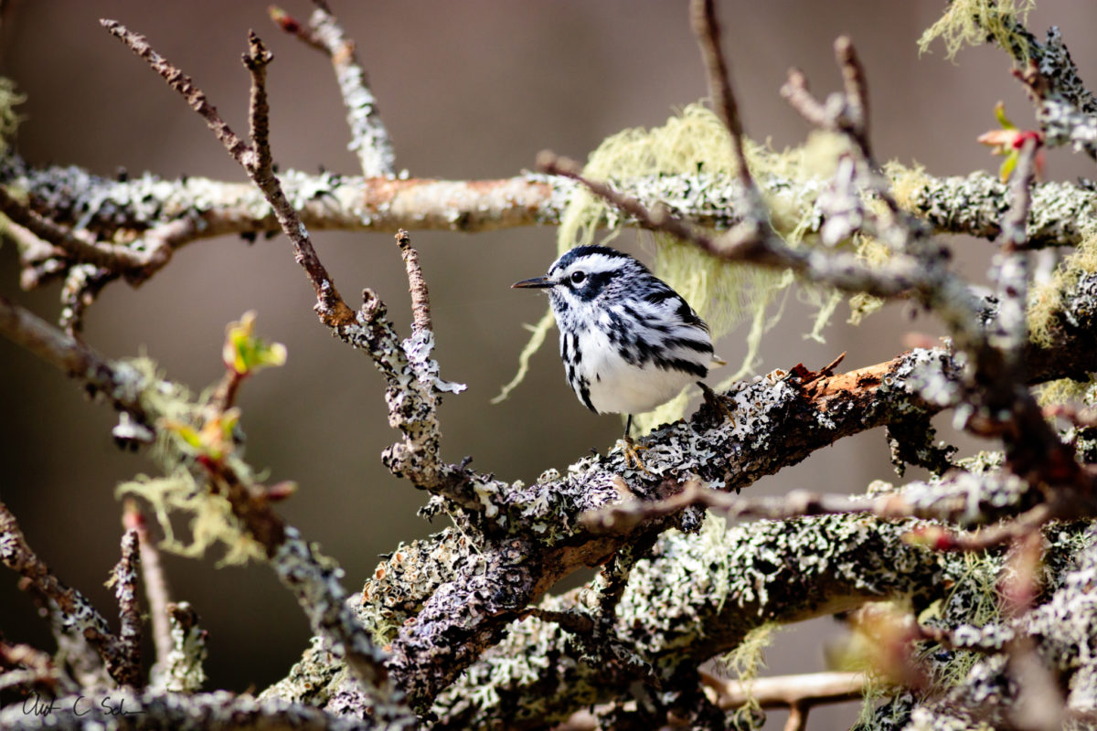 How to find 10 Warblers this Spring • Austin Schuver