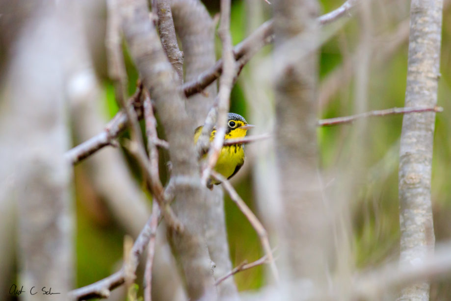 How to find 10 Warblers this Spring • Austin Schuver