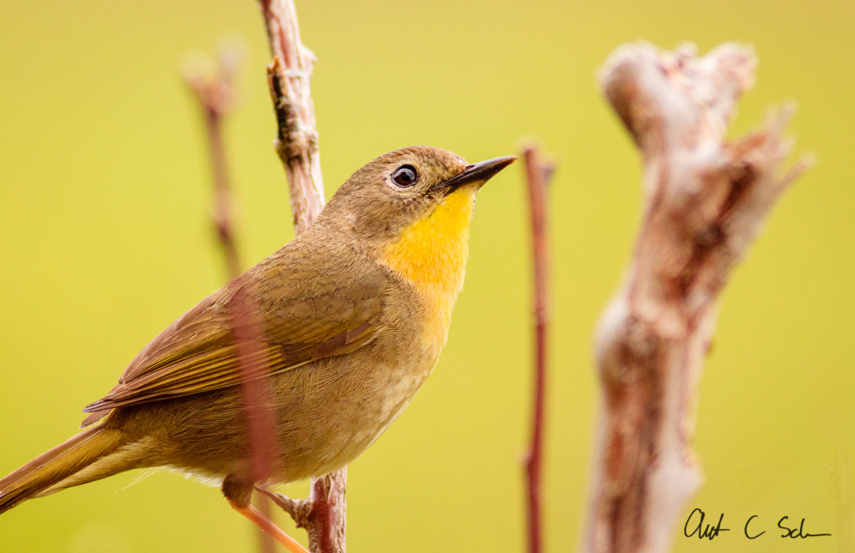 How to find 10 Warblers this Spring • Austin Schuver