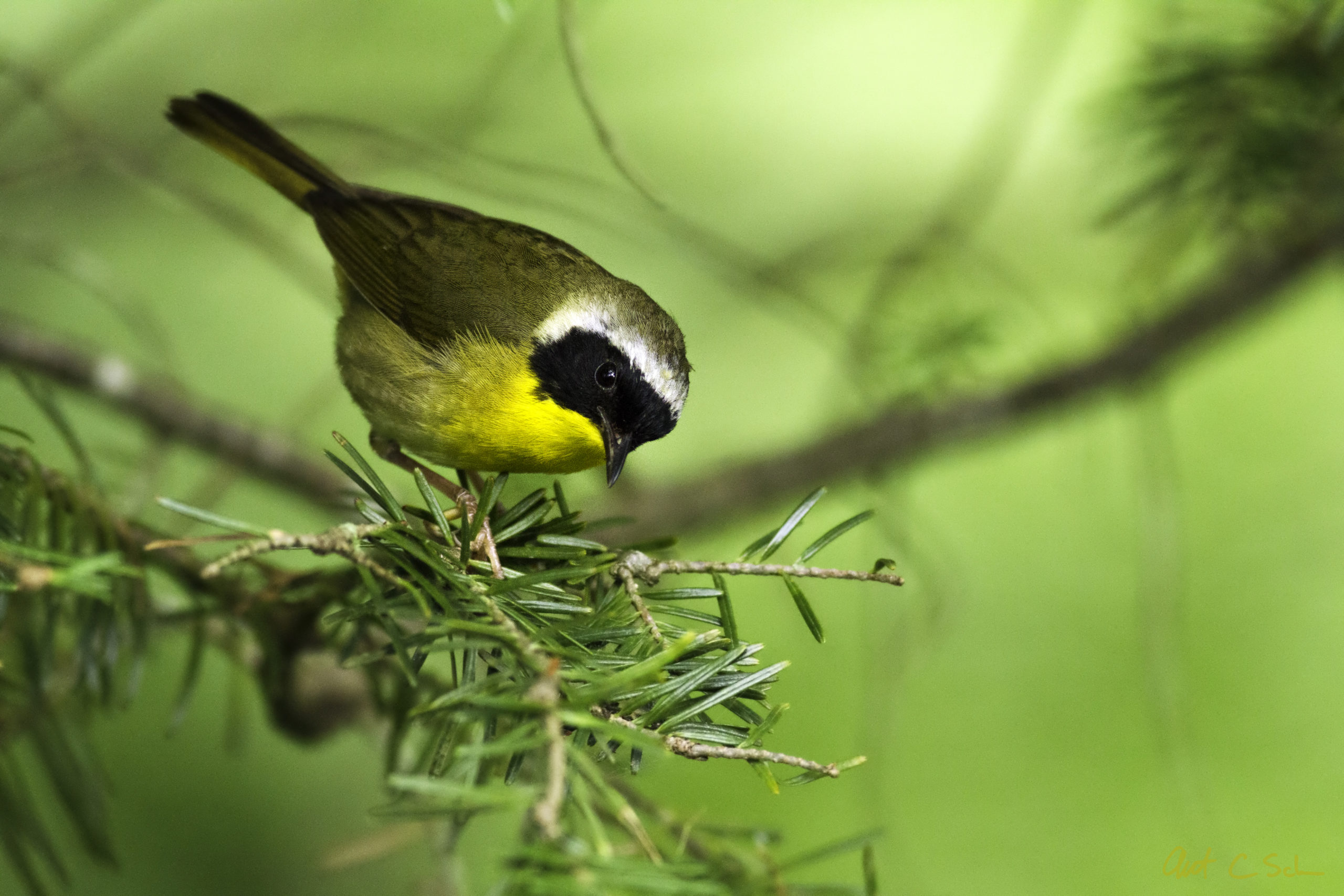 How to Find 10 Warblers this Spring • Austin Schuver